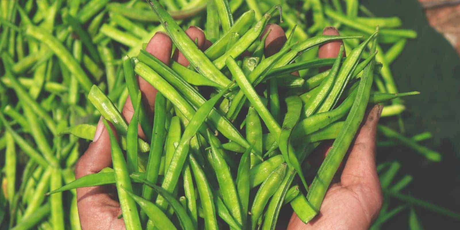 Goma Guar: ¿Qué es y Para Qué Sirve? | Cero Residuo